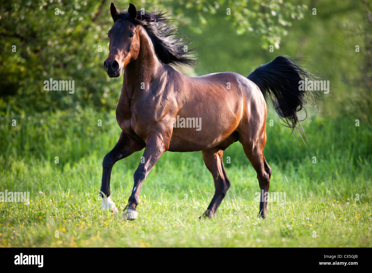 Pure-bred Arabian Horse Stock Photo - Alamy