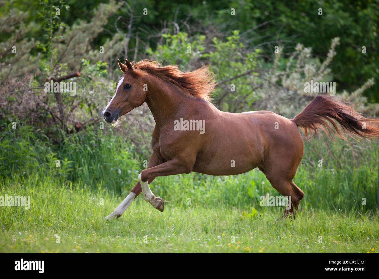 Pure-bred Arabian Horse Stock Photo - Alamy