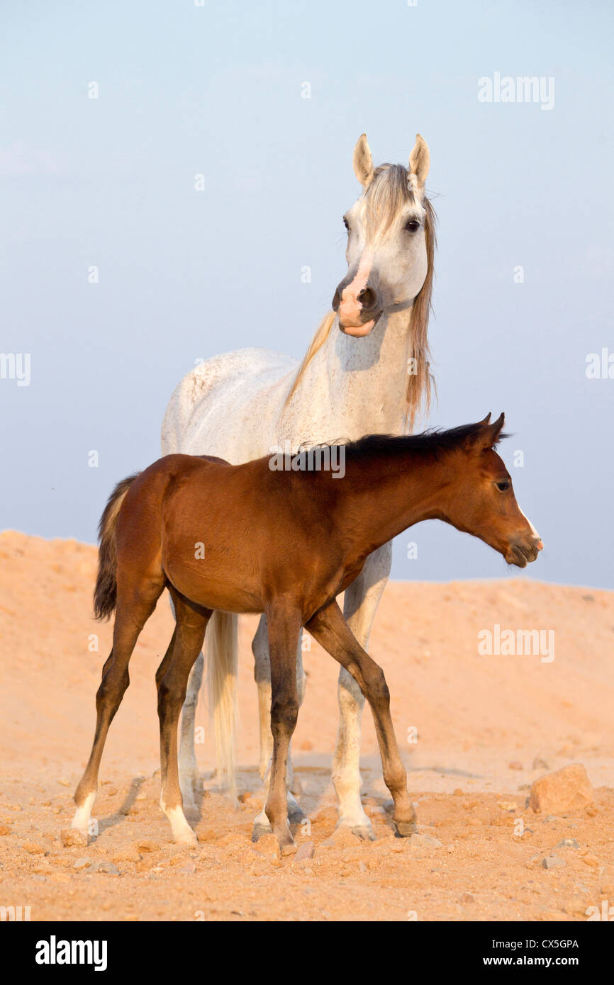 Bay Egyptian Arabian