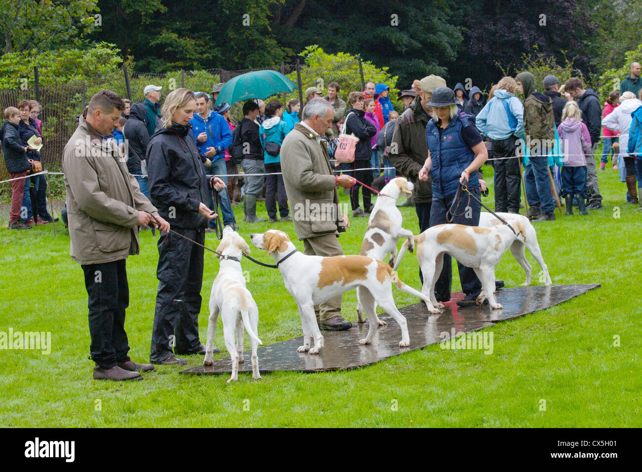 Trail hound owners sowing their dogs in rain Patterdale Dog Day near ...