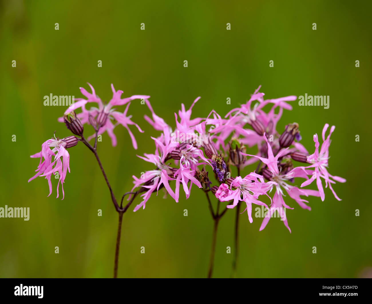 Ragged Robin growing wild in a damp meadow, Strathspey. Highlad Region ...