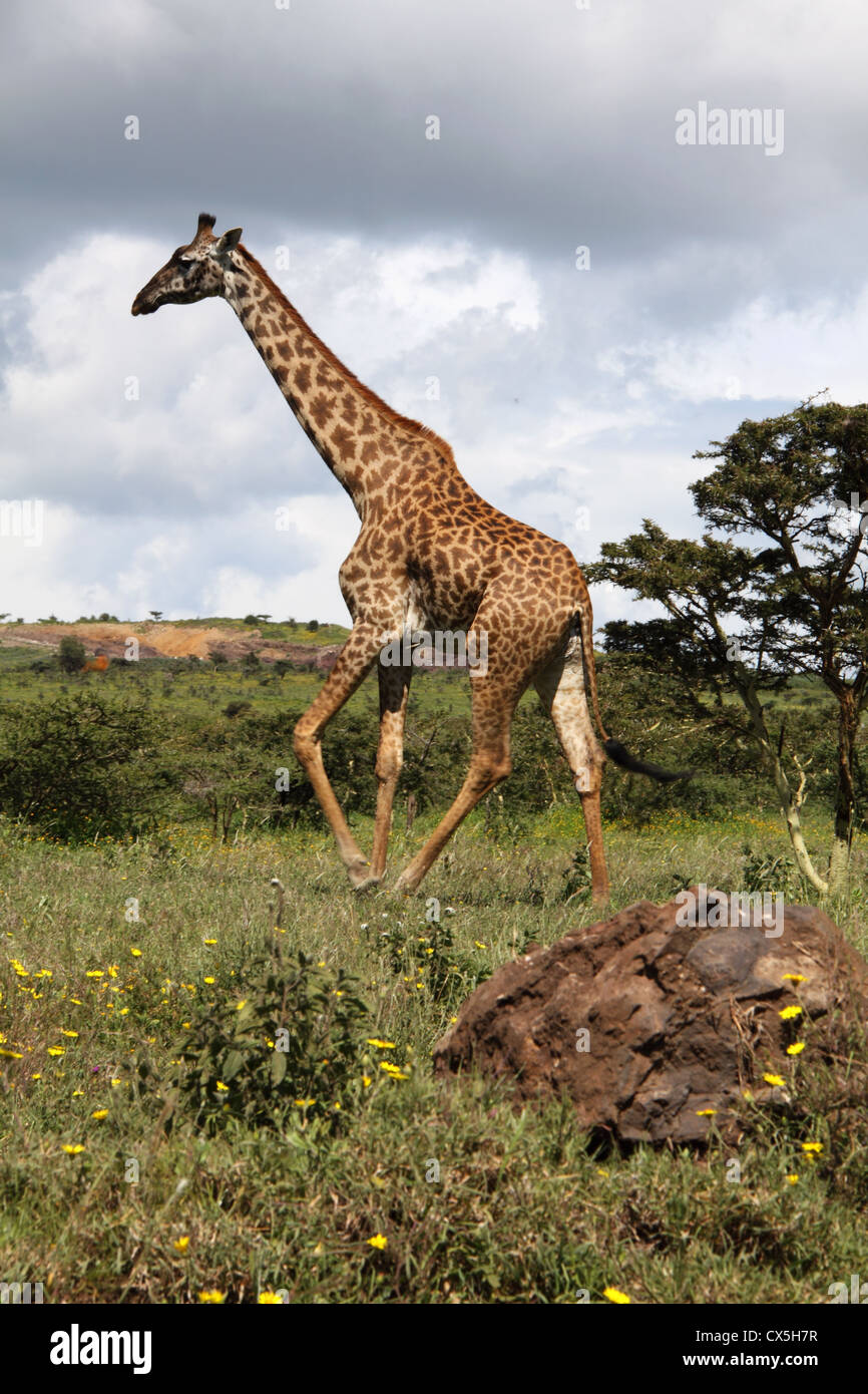 Tanzanian national animal hi-res stock photography and images - Alamy