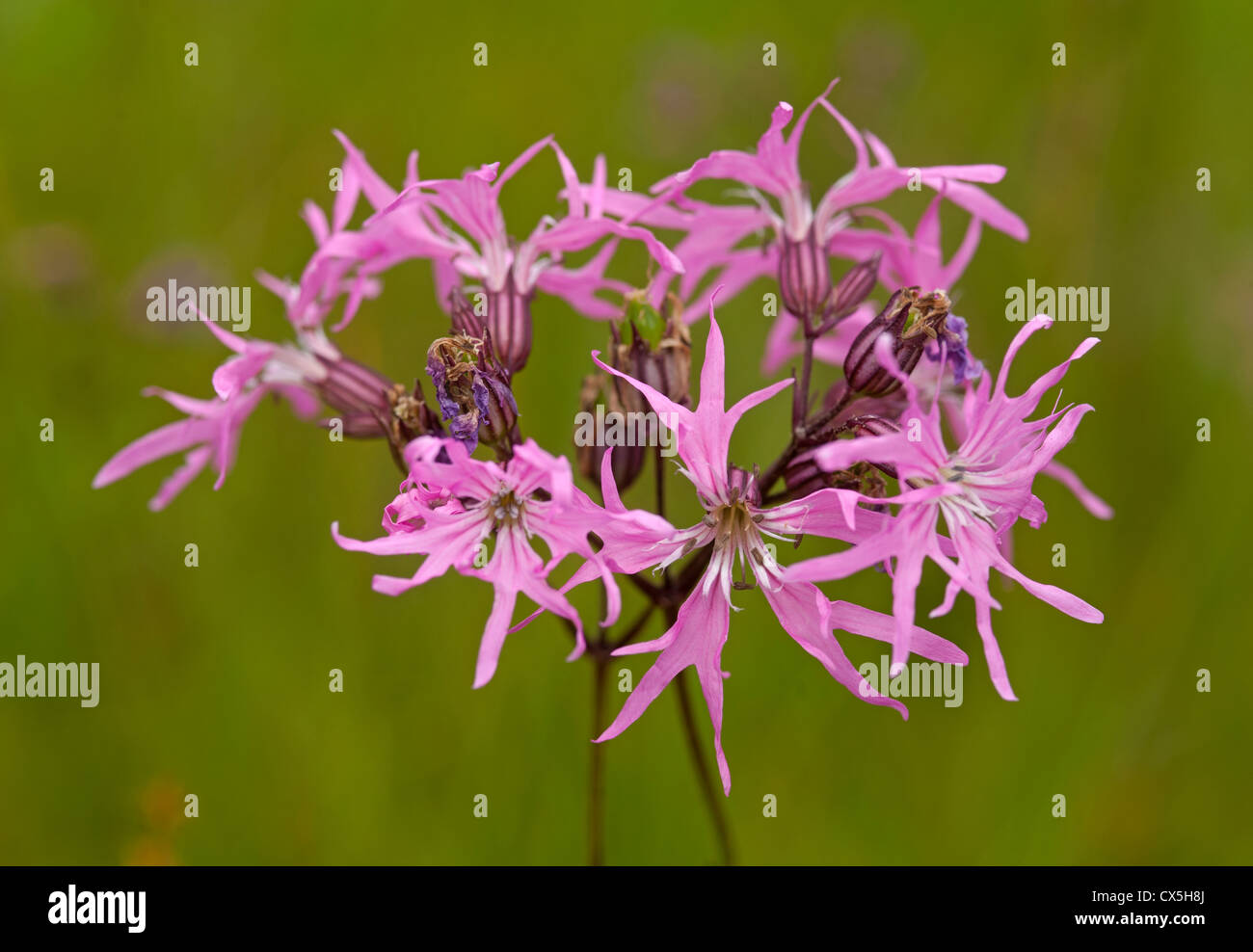 Plant of wet grassland and damp meadows hi-res stock photography and ...