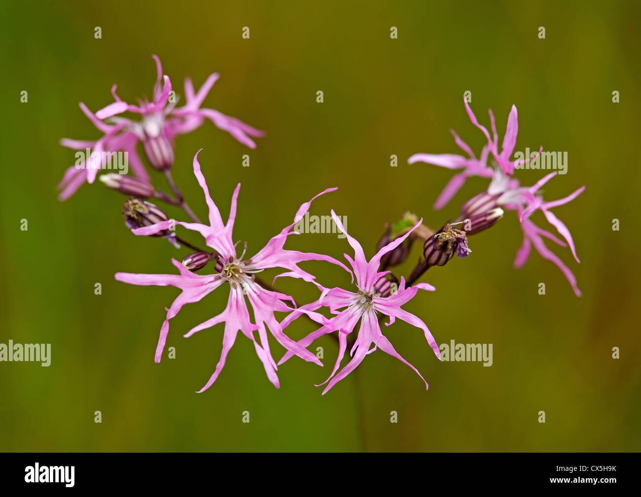 Plant of wet grassland and damp meadows hi-res stock photography and ...