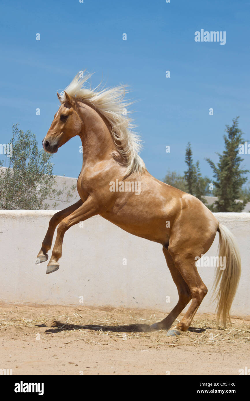 Palomino Horse Rearing