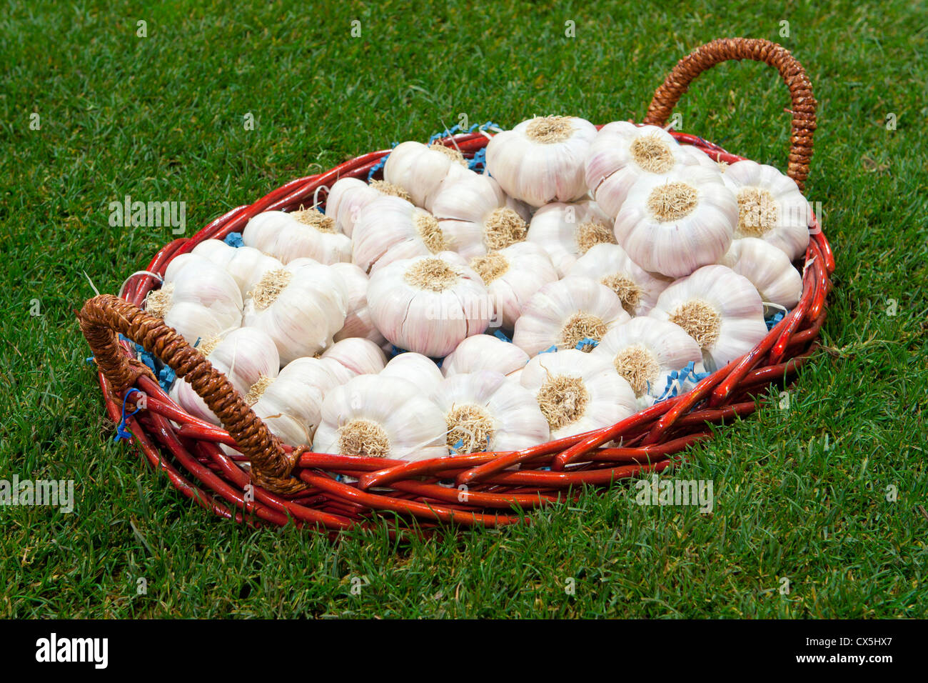 Big basket of fresh raw garlic Stock Photo - Alamy