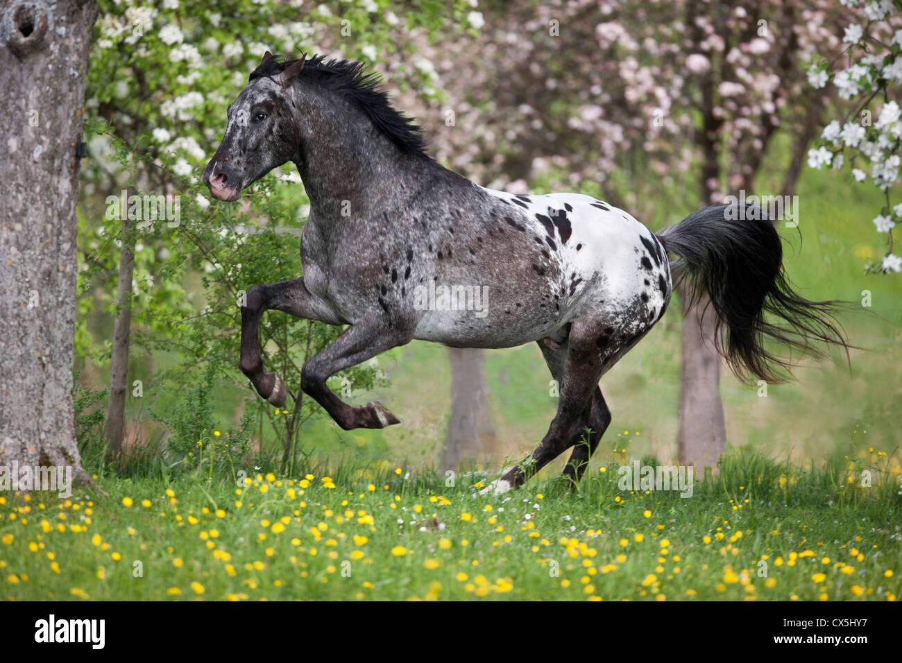 Knabstrupper, Knabstrup Horse. Stallion in a gallop on a meadow Stock ...