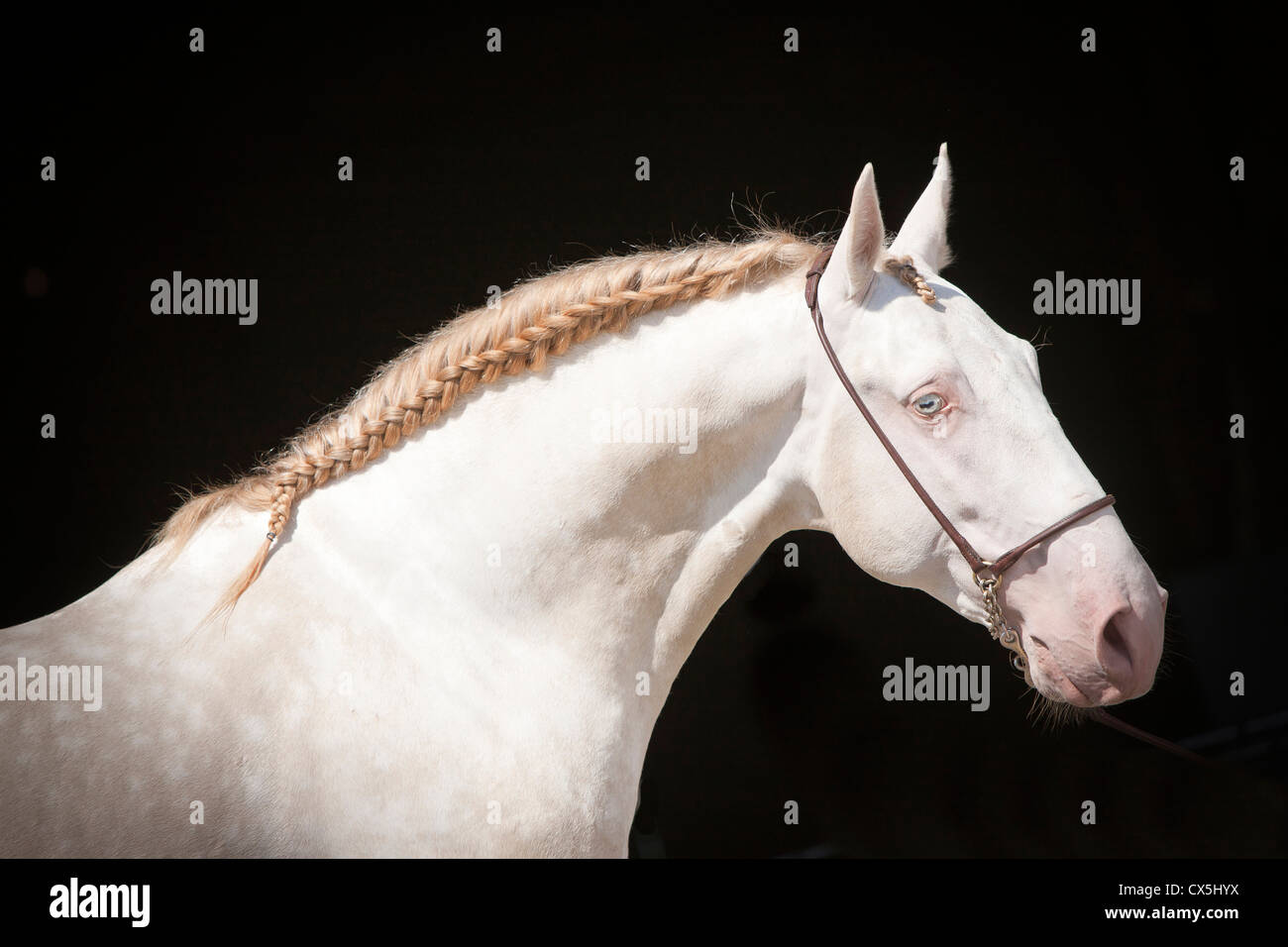 Mane plaiting hi-res stock photography and images - Alamy