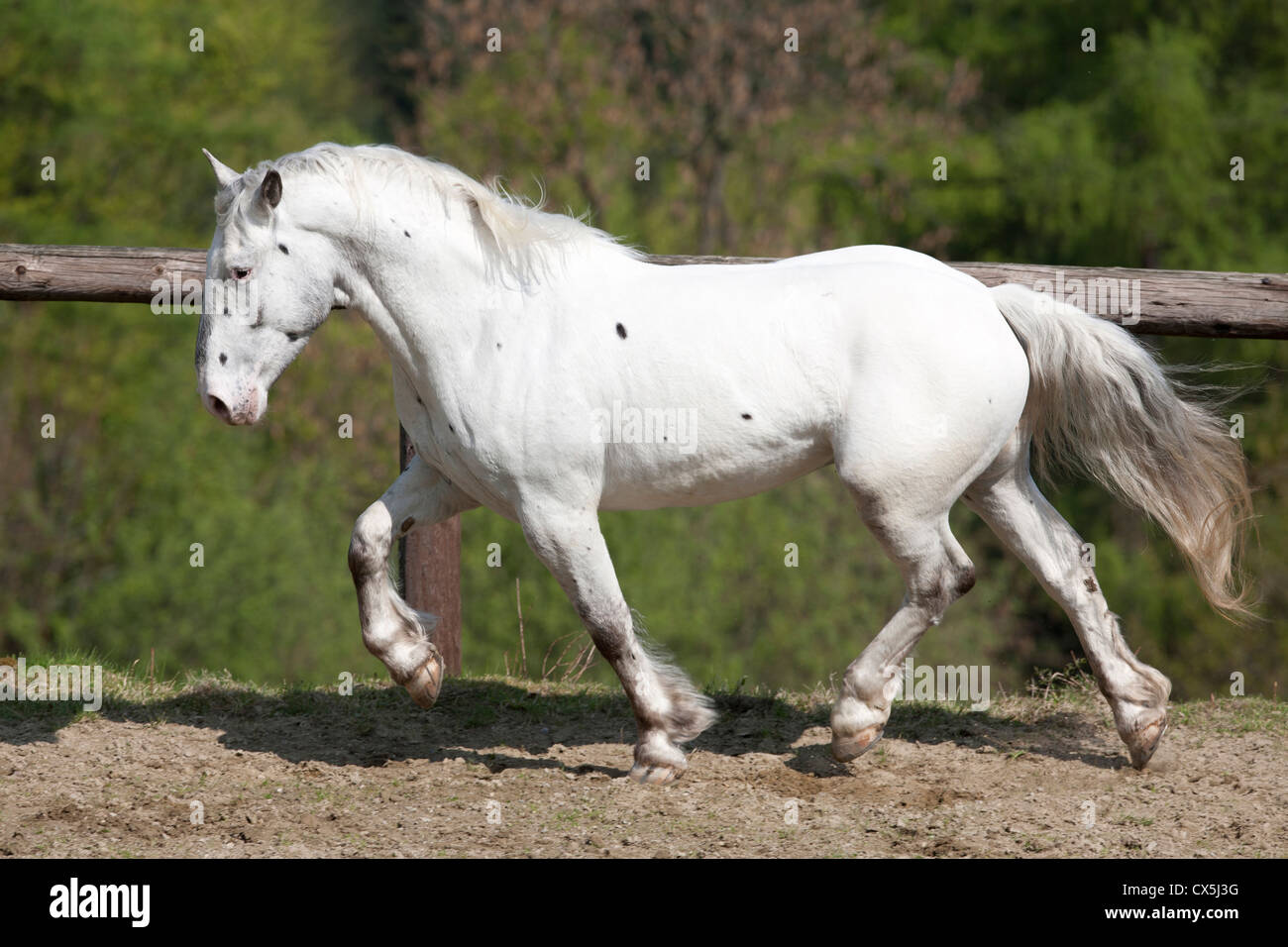 Noriker Horse, Norico-Pinzgauer trotting in a paddock Stock Photo - Alamy