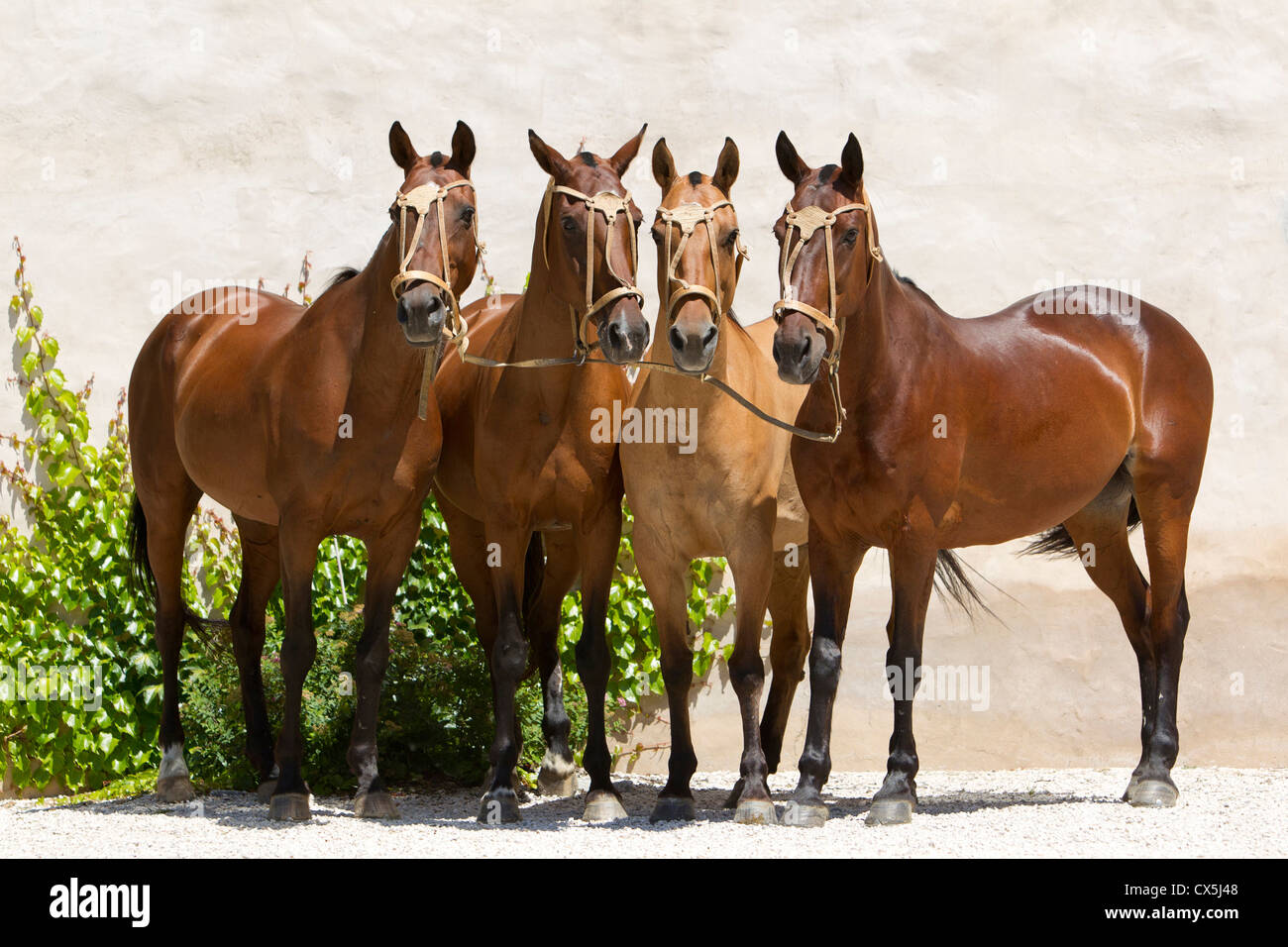 Polopony hi-res stock photography and images - Alamy