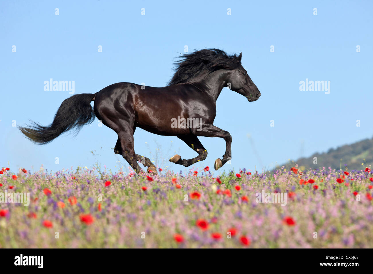 Pure Spanish Horse, PRE, Andalusian Horse Stock Photo - Alamy