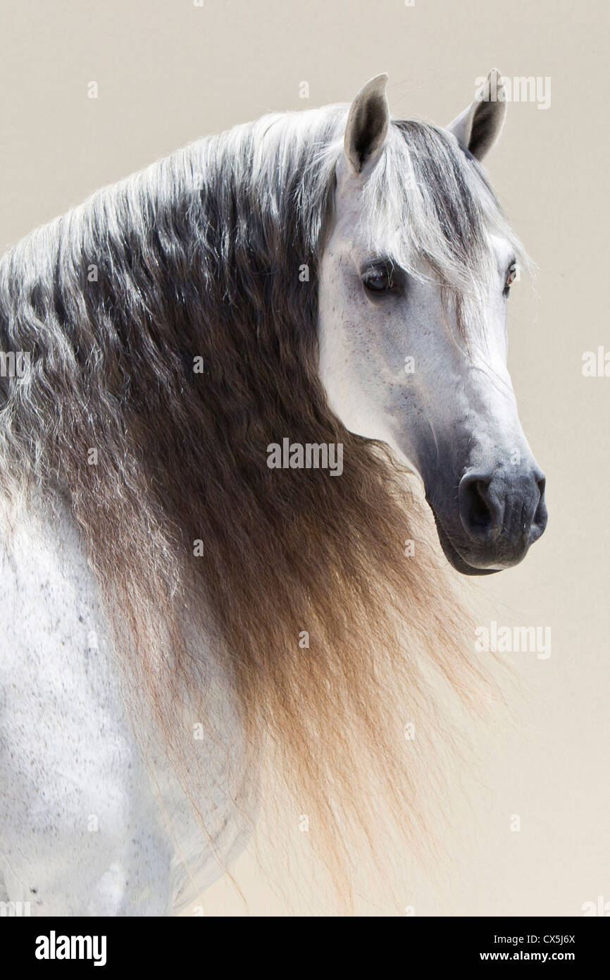 Pure Spanish Horse, PRE, Andalusian Horse Stock Photo - Alamy