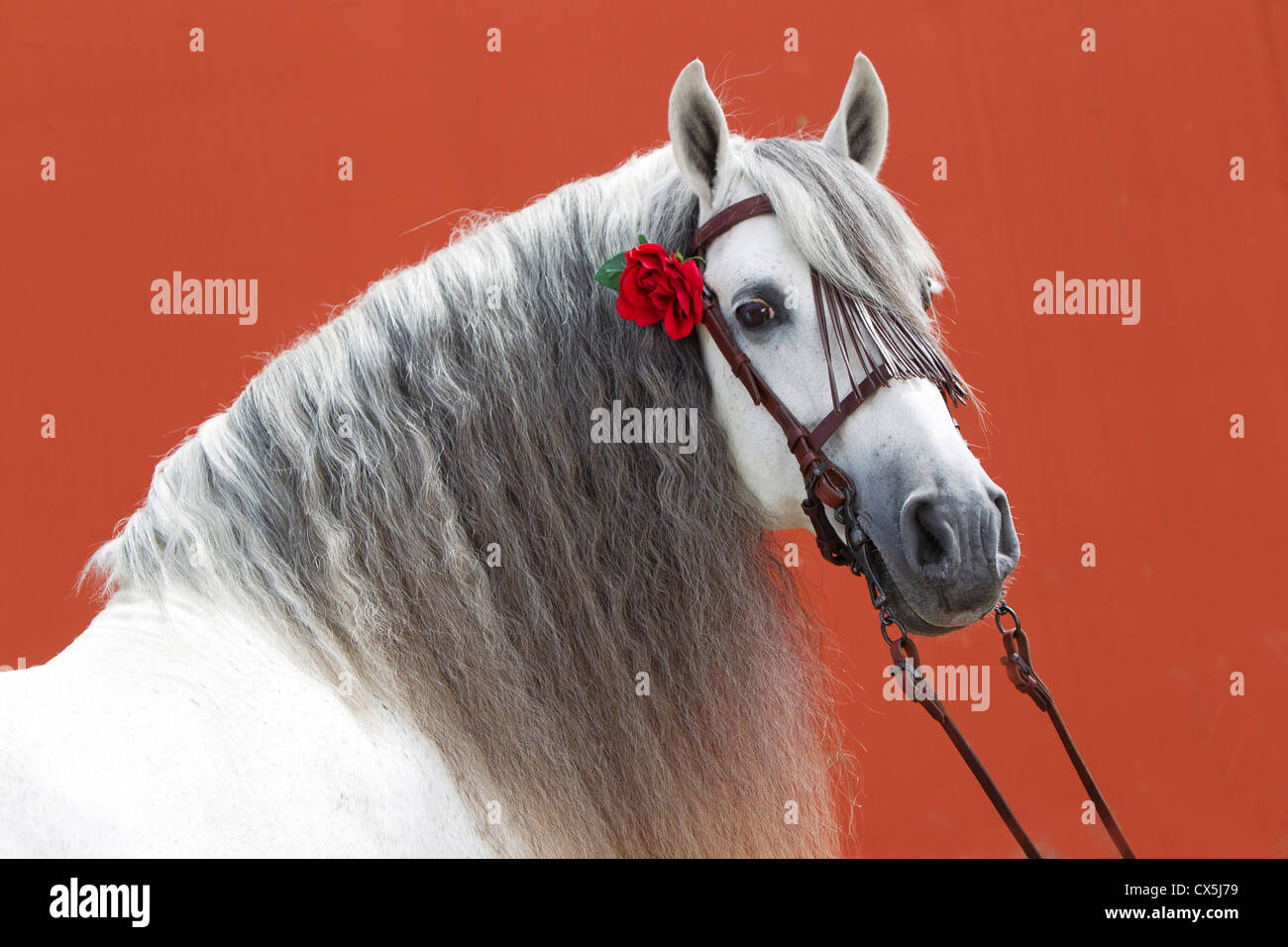 Pure Spanish Horse, PRE, Andalusian Horse Stock Photo - Alamy