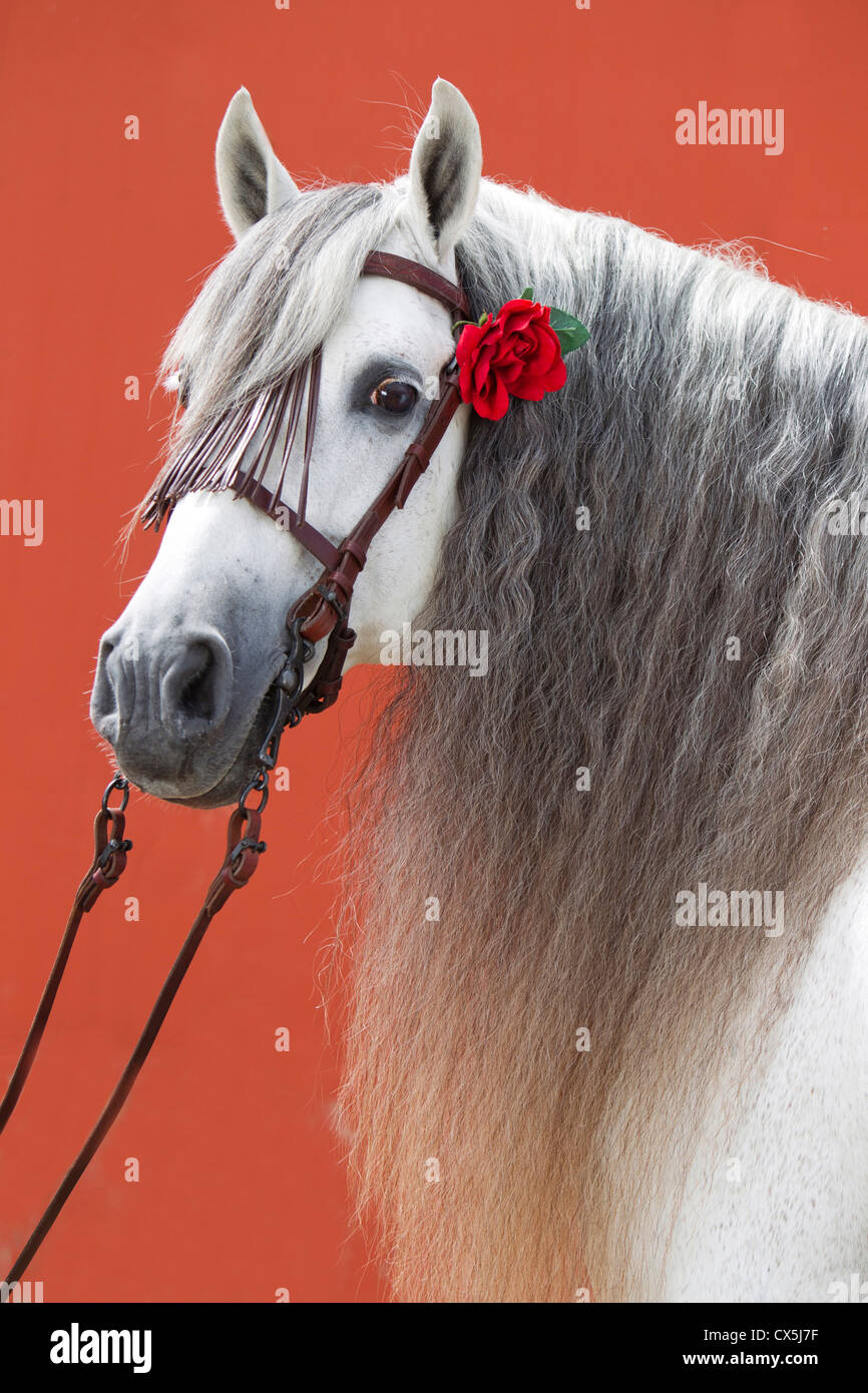 Pure Spanish Horse, PRE, Andalusian Horse Stock Photo - Alamy