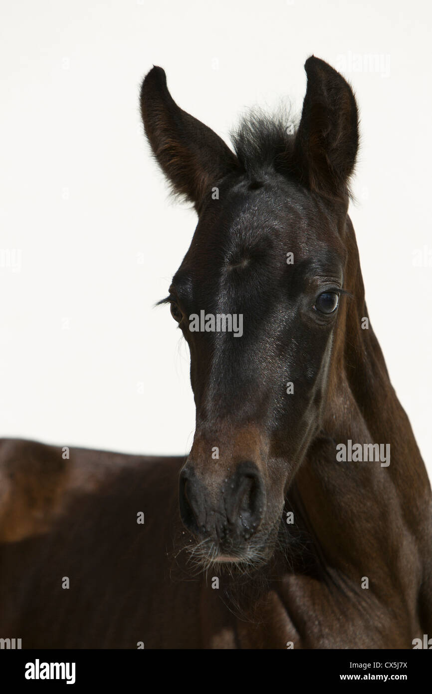 Pure Spanish Horse, PRE, Andalusian Horse Stock Photo - Alamy