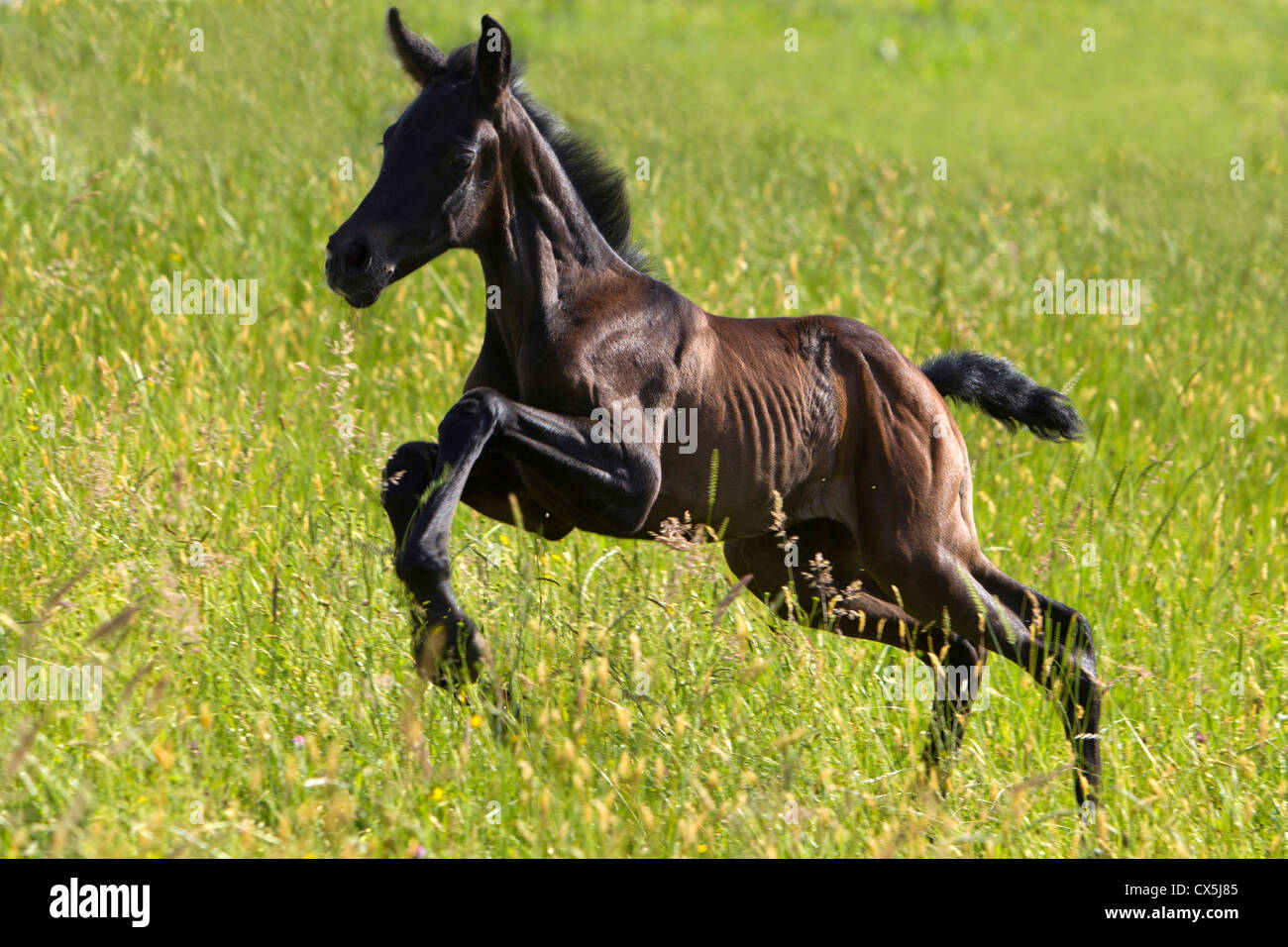 Pure Spanish Horse, PRE, Andalusian Horse Stock Photo - Alamy