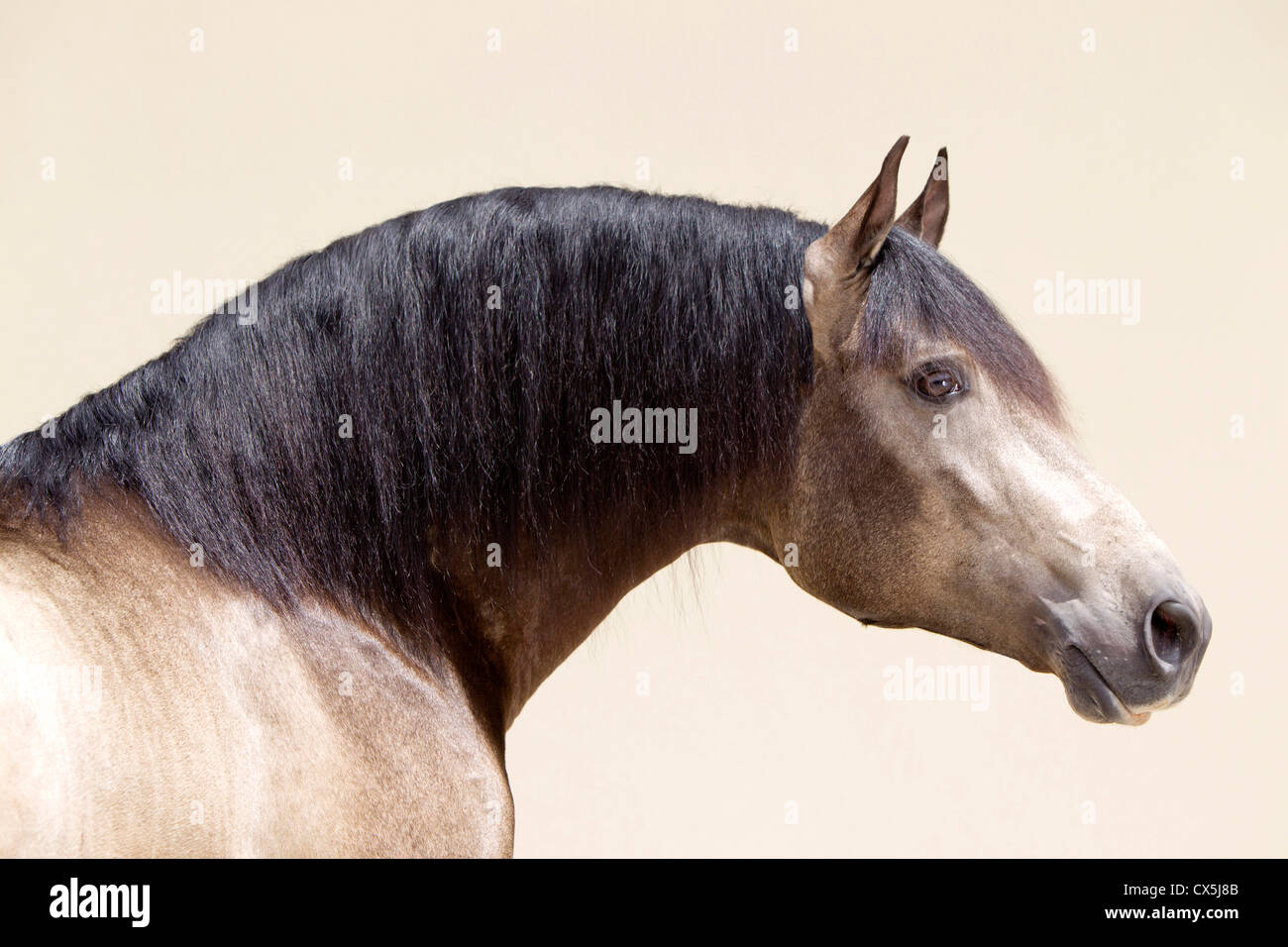 Pure Spanish Horse, PRE, Andalusian Horse Stock Photo - Alamy