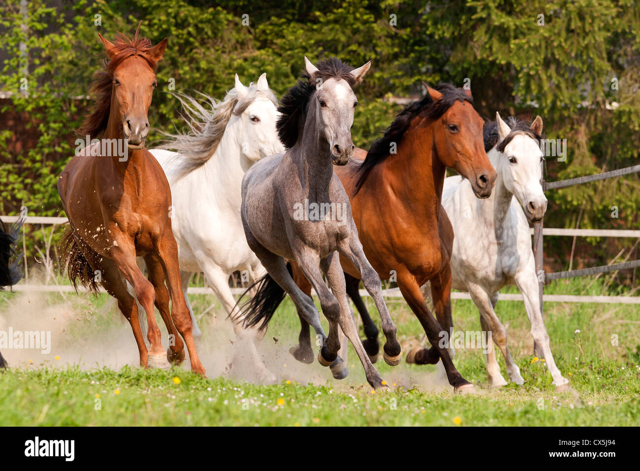 Pure Spanish Horse, PRE, Andalusian Horse Stock Photo - Alamy