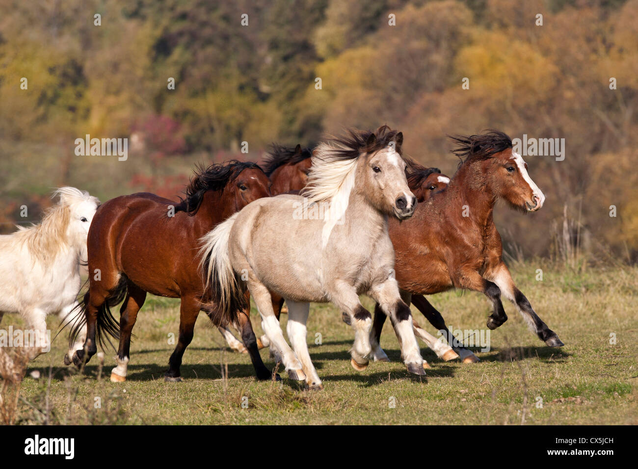Mixed herd of Shetland Ponies, Welsh B and Welsh Ponies in a gallop on ...