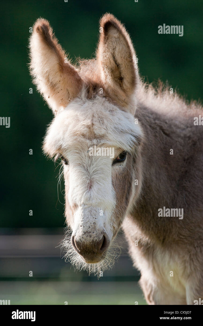 Domestic Donkey, Minature Donkey (Equus asinus asinus), portrait of a ...