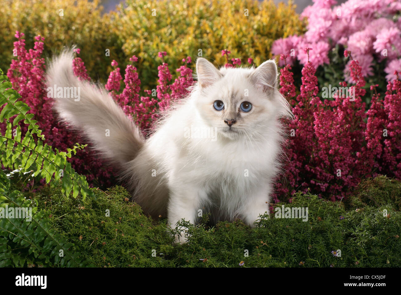 Birman, Sacred Cat of Burma. Kitten sitting in a flowering garden Stock ...