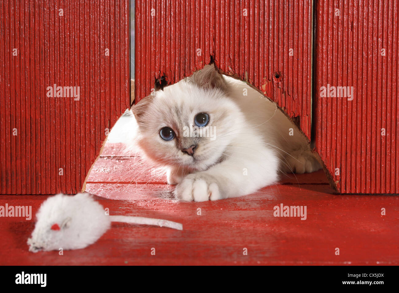 Sacred Birman, Birman Stock Photo - Alamy