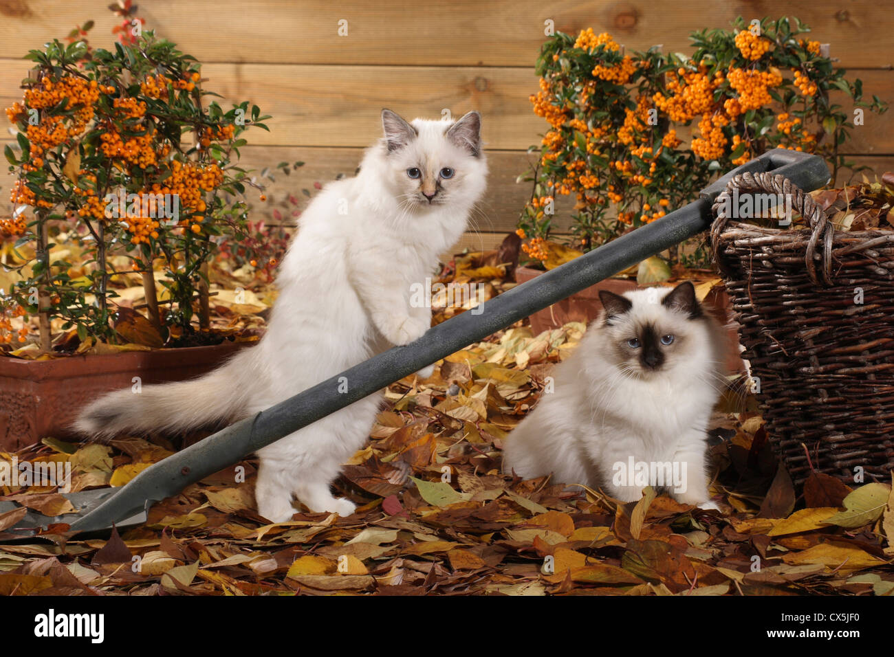 Sacred Birman, Birman Stock Photo - Alamy