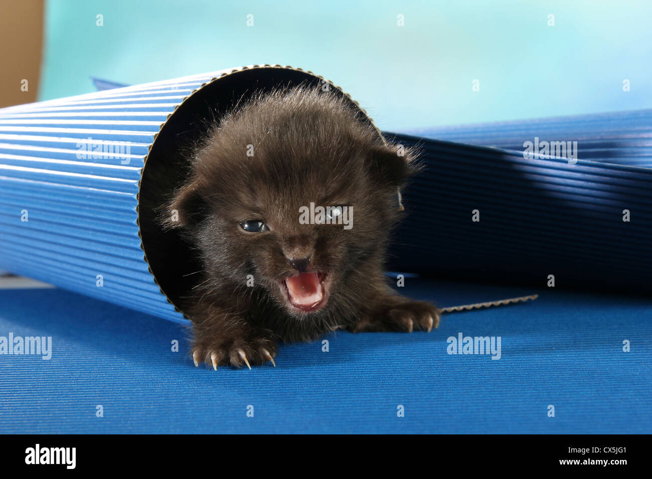 Domestic cat hissing spitting hi-res stock photography and images - Alamy