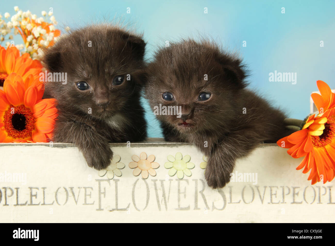 Domestic cat. Two black kittens in a plant container Stock Photo - Alamy