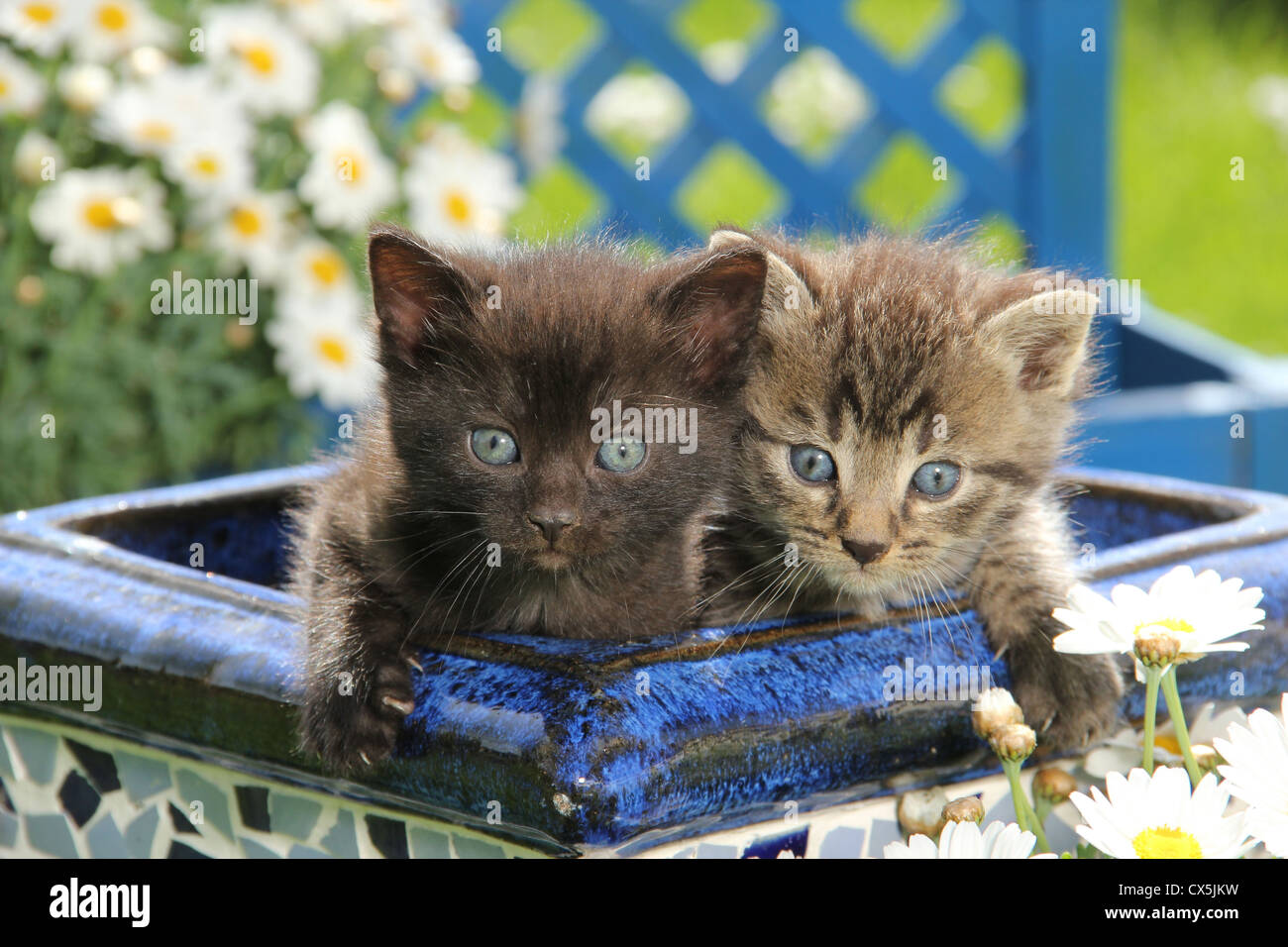 Domestic Cat. Pair of 29 days old kittens in a decorative flower pot ...