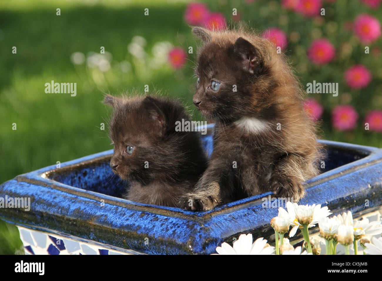 Domestic Cat. Pair of 29 days old kittens in a decorative flower pot ...