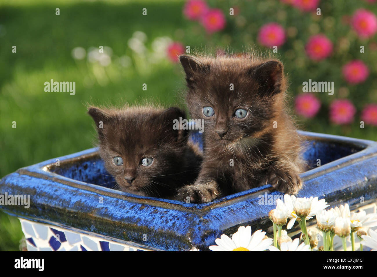 Domestic Cat. Pair of 29 days old kittens in a decorative flower pot ...