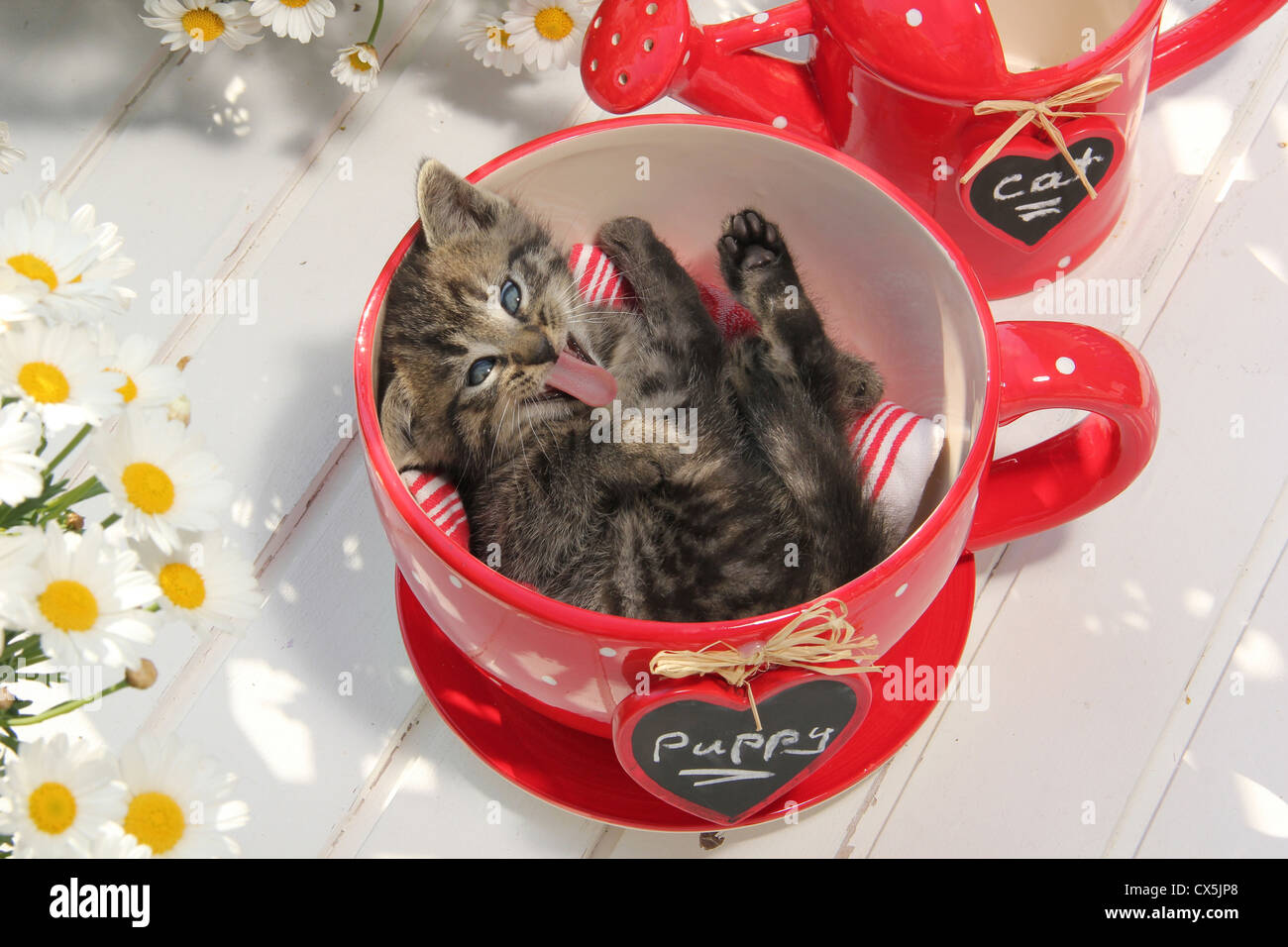 Domestic Cat. 39 days old kitten lying in a large red cup with white ...