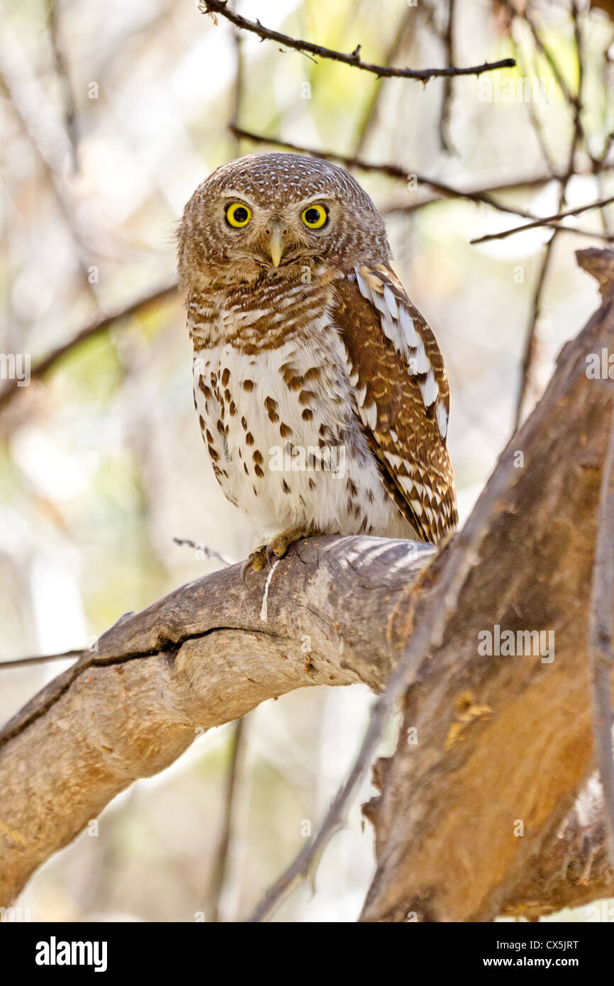 Pearl spotted owlet hi-res stock photography and images - Alamy