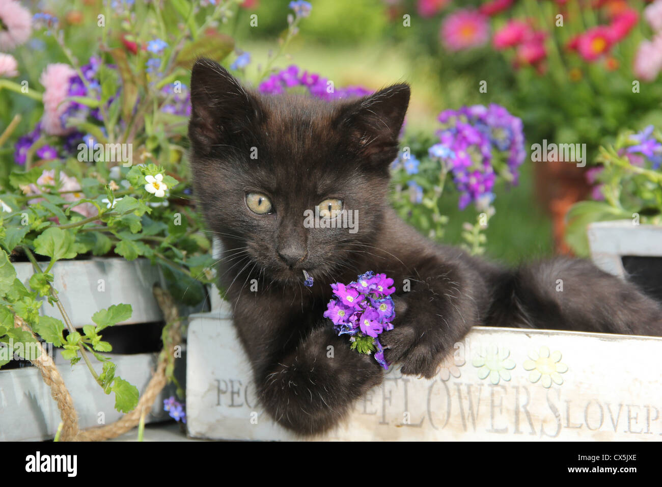 Domestic Cat. Black kitten in a flower box Stock Photo - Alamy
