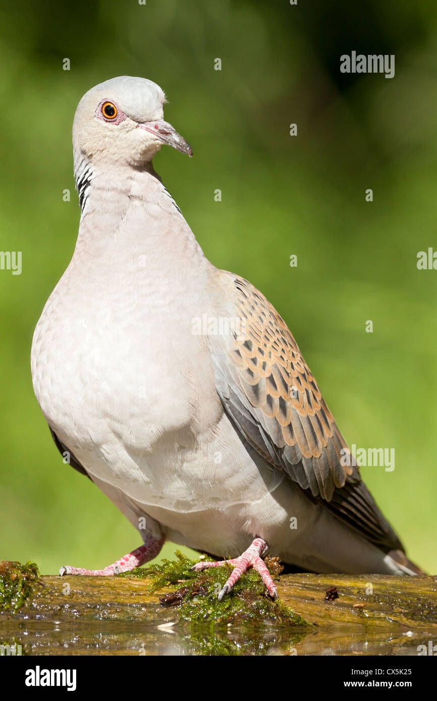Close-up of a European turtle dove (Streptopelia turtu) in a forest in ...