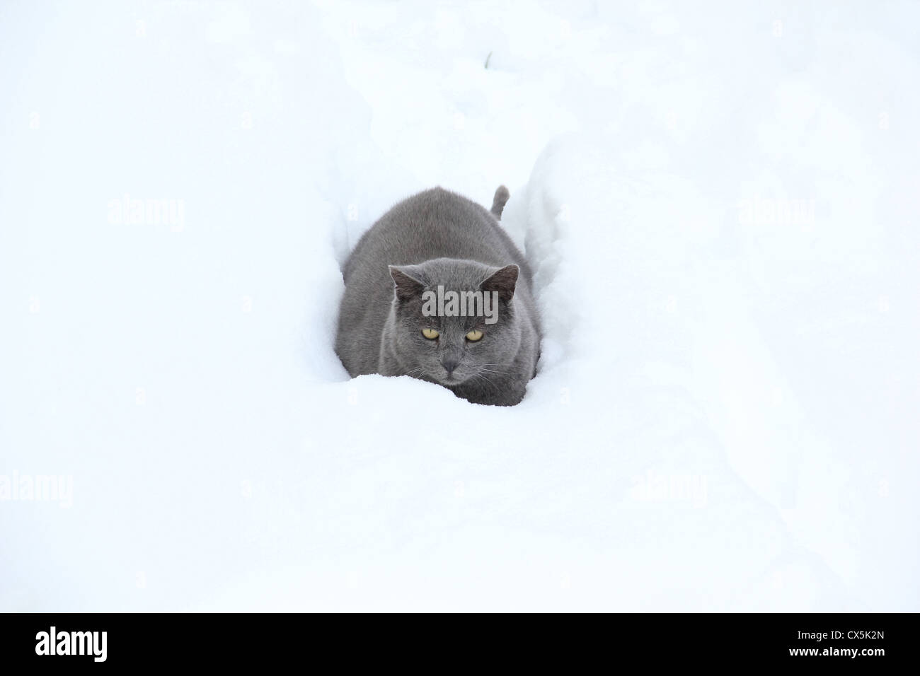 Domestic Cat. Grey cat in snow Stock Photo - Alamy
