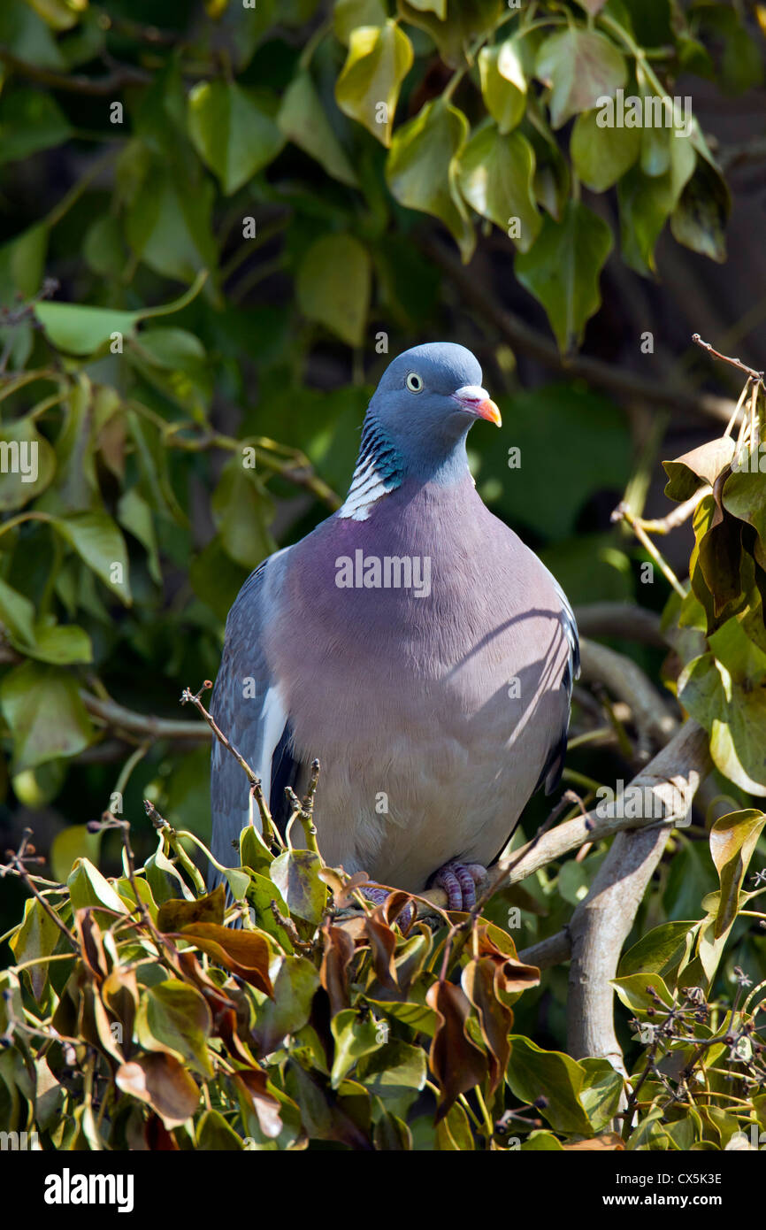Columba bush hi-res stock photography and images - Alamy