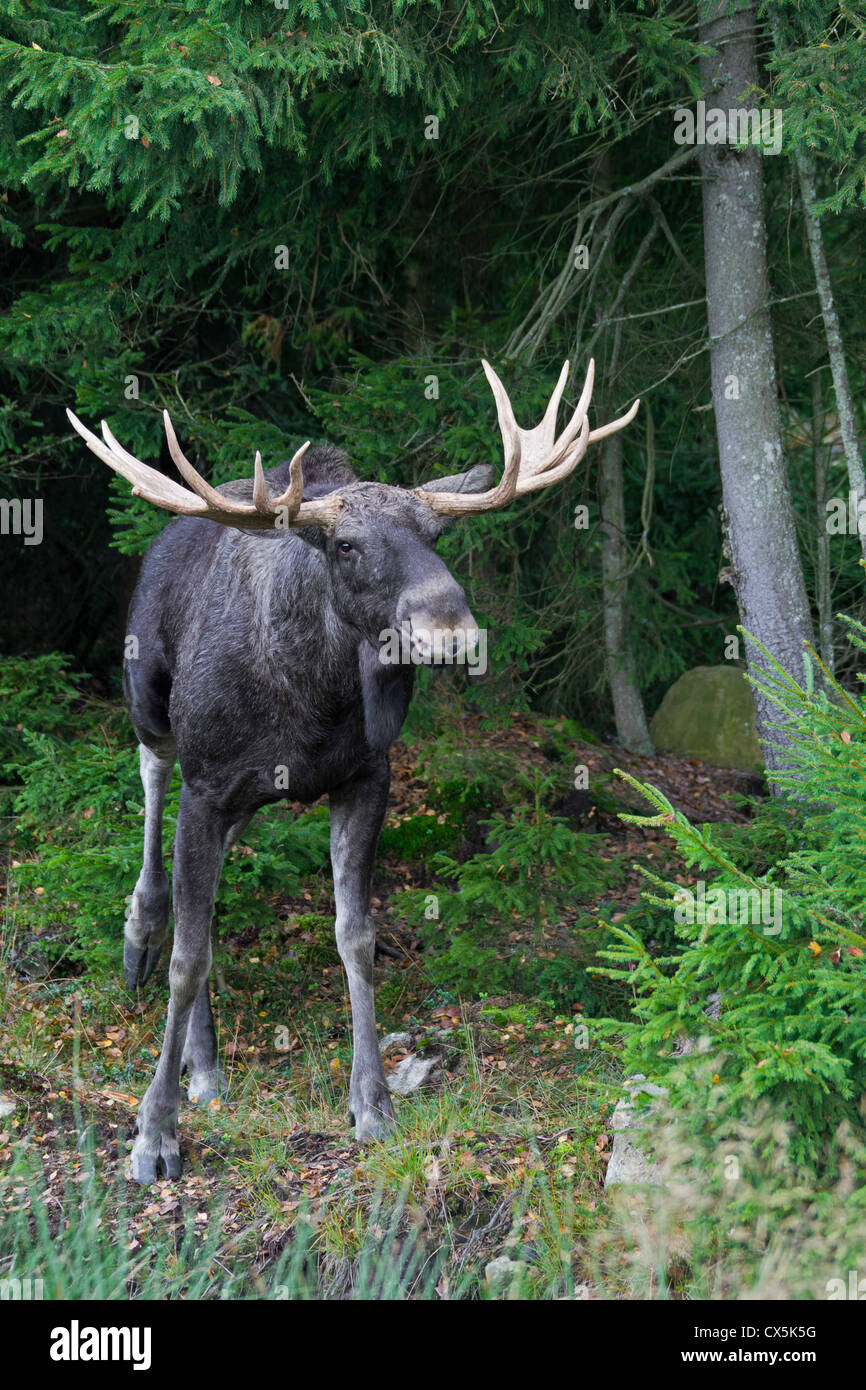 Moose / Eurasian elk (Alces alces) bull in the taiga in autumn ...