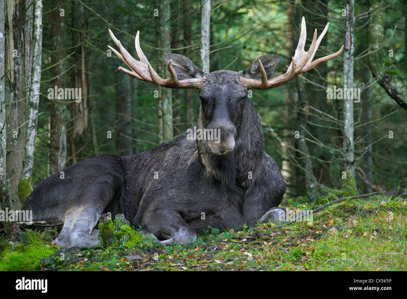 Moose / Eurasian elk (Alces alces) bull resting in the taiga in autumn ...