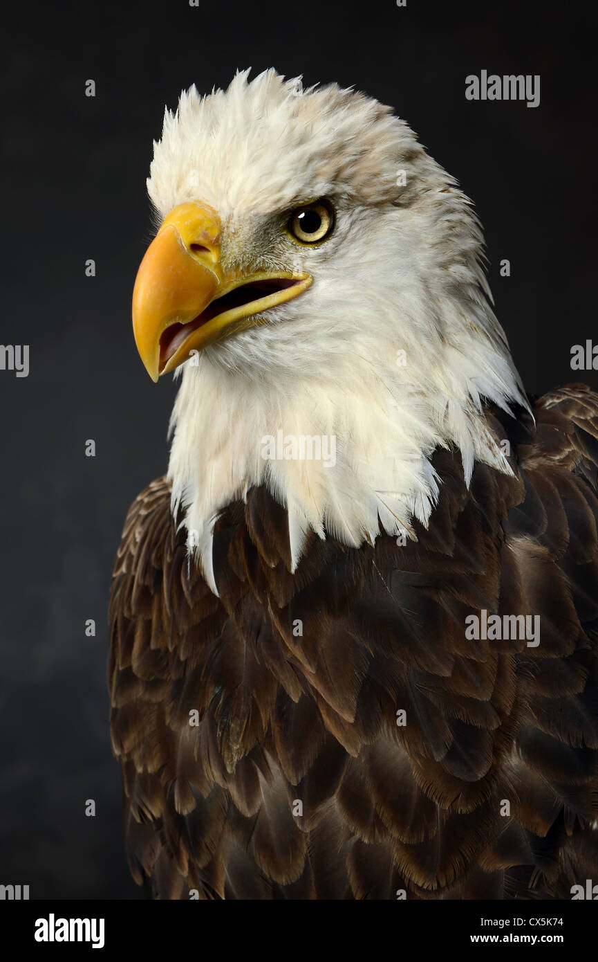 Portrait of bald eagle in studio Stock Photo - Alamy