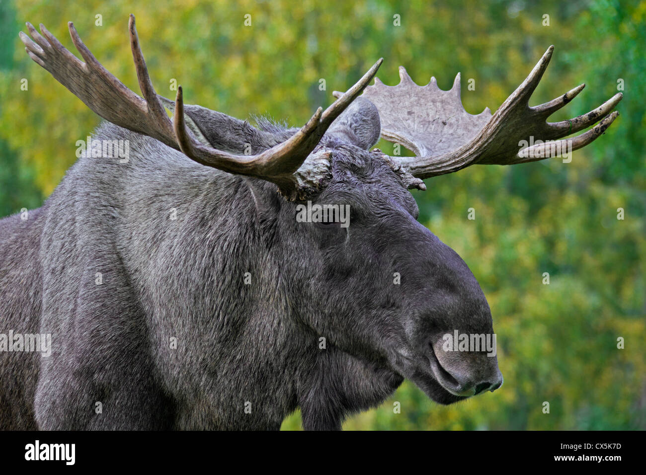 Moose / Eurasian elk (Alces alces) bull in the taiga in autumn ...
