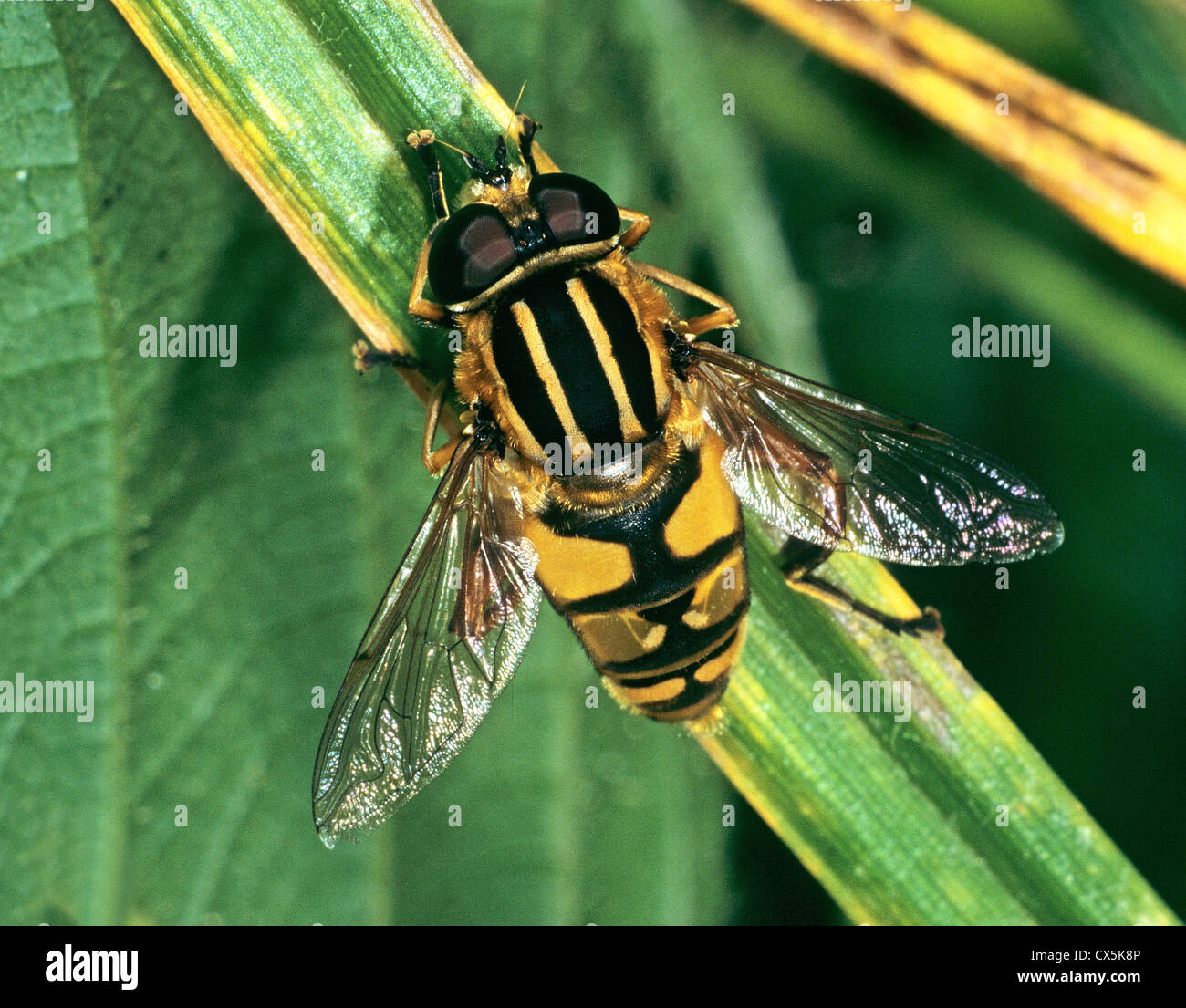 Hoverfly (Helophilus pendulus) on a blade of grass Stock Photo - Alamy
