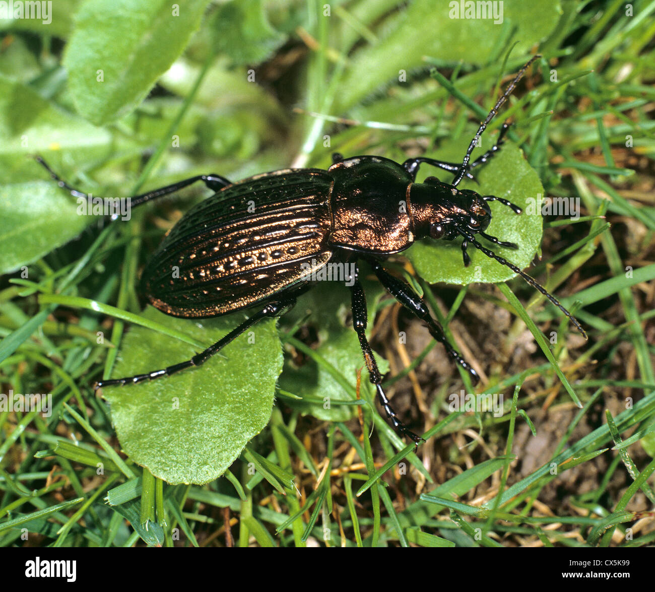 Crabid beetle (Carabus hortensis) crawling over plants Stock Photo - Alamy