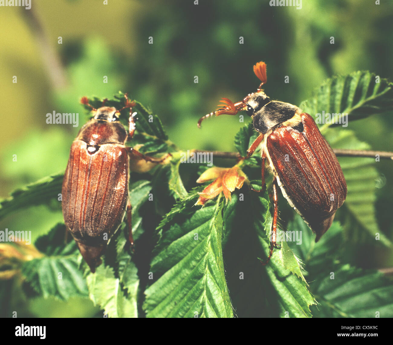 Common Cockchafer, Maybug (Melolontha melolontha Stock Photo - Alamy
