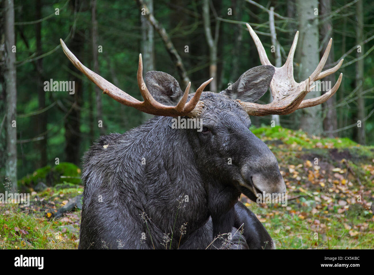 Taiga sweden hi-res stock photography and images - Alamy