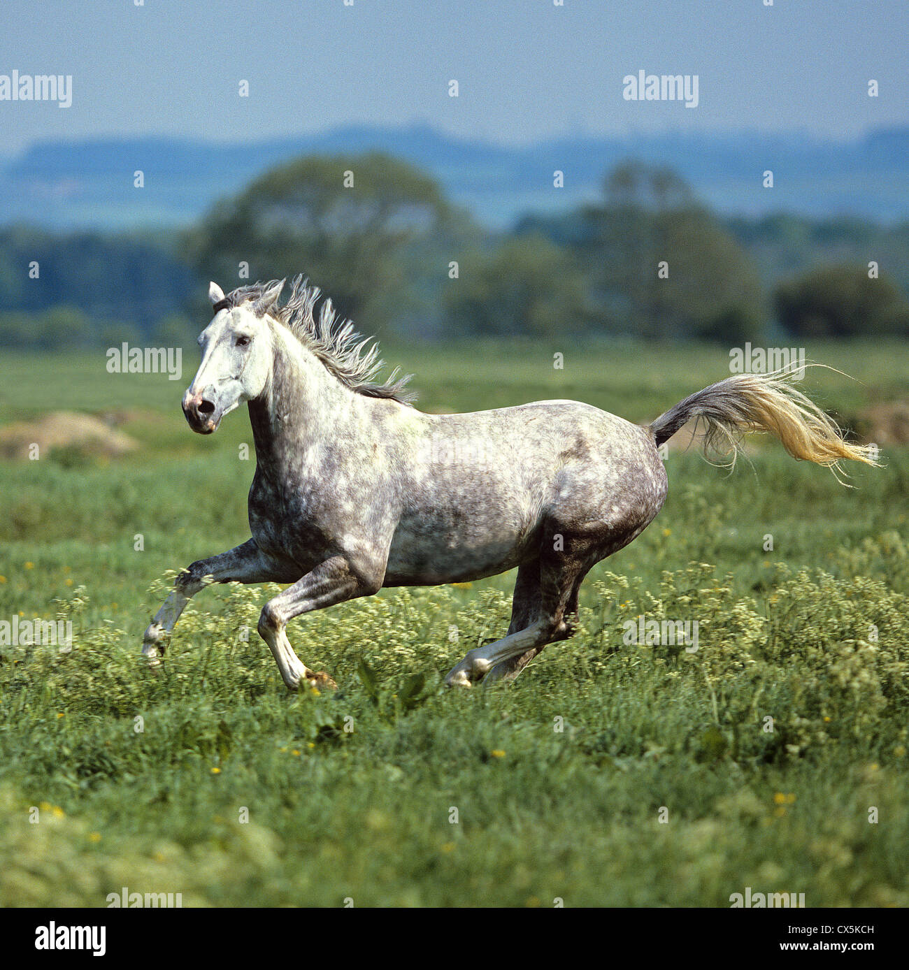 Wuerttemberger hi-res stock photography and images - Alamy