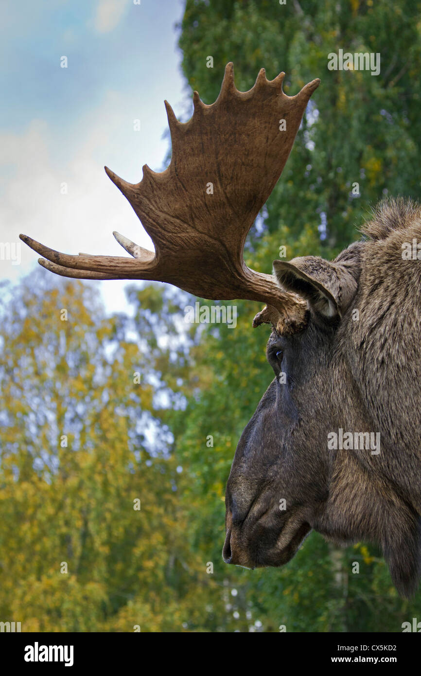 Moose / Eurasian elk (Alces alces) in the taiga in autumn, Värmland ...