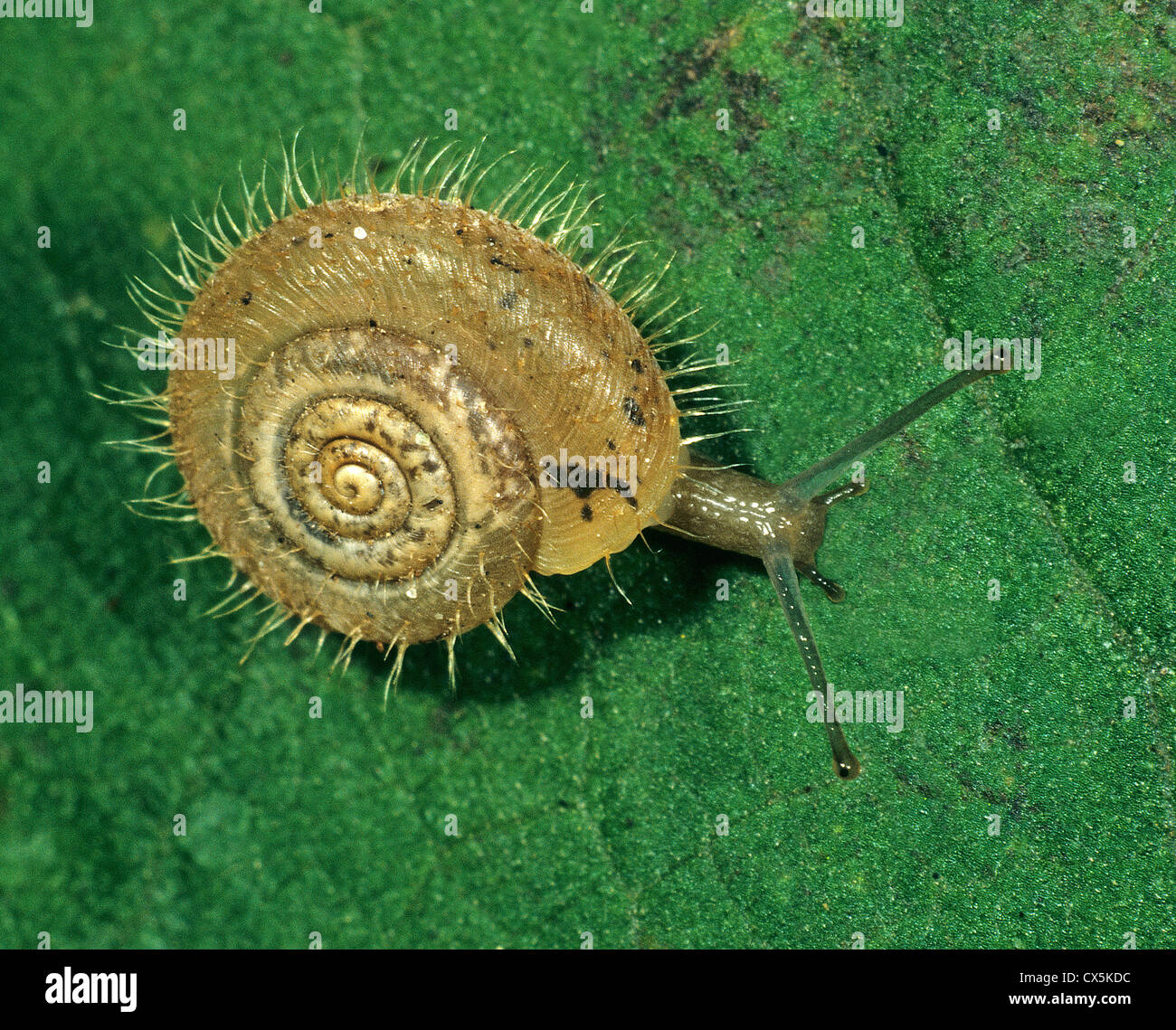 Air-breathing Land Snail (Isognomostoma personatum Stock Photo - Alamy