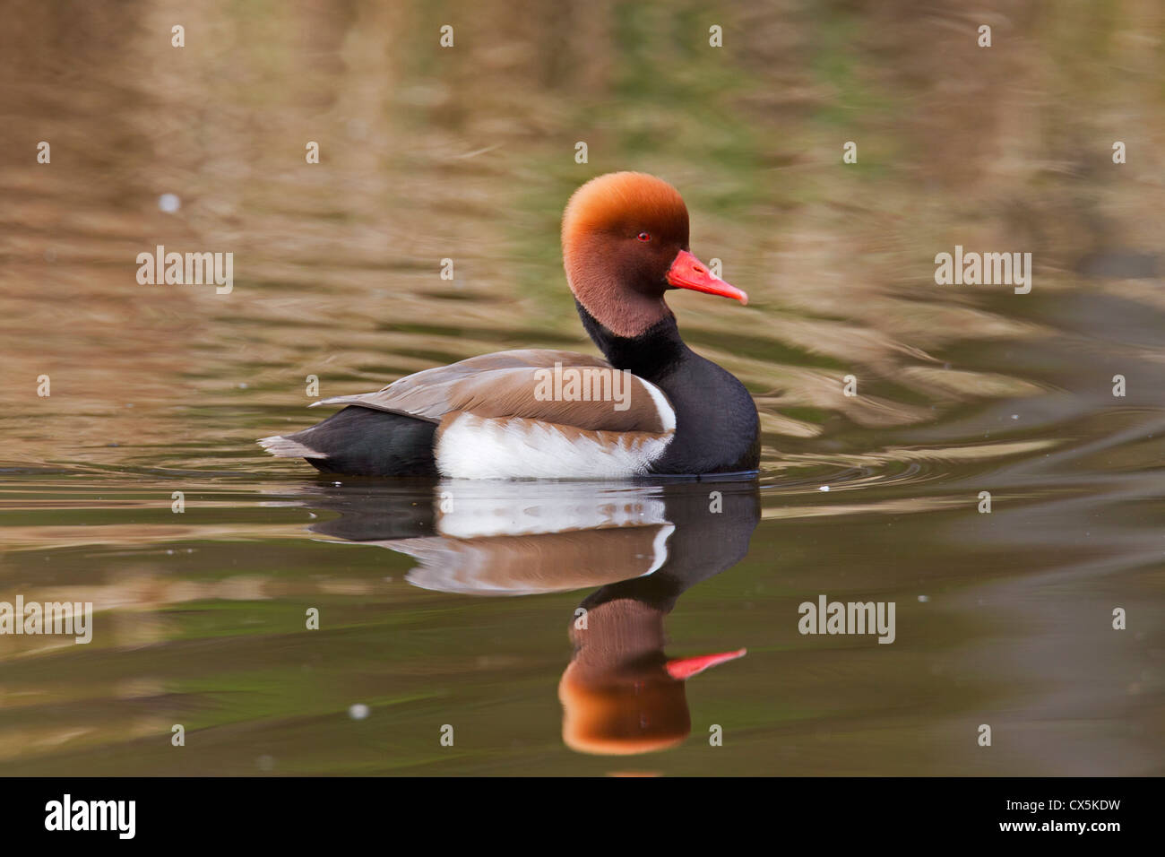 Red-crested pochard (Netta rufina) male swimming in lake, Germany Stock ...